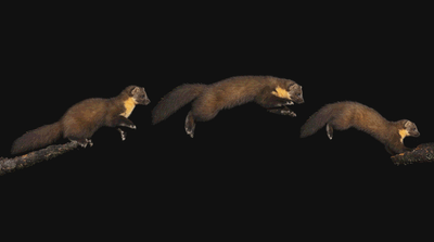 Publishing read model changes from Marten - Event-Driven.io