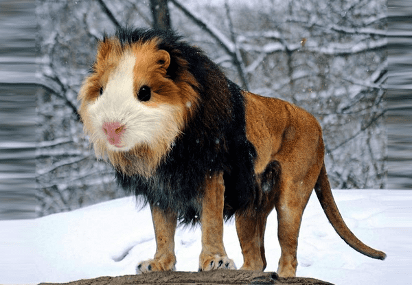 Union types in C# - Event-Driven.io